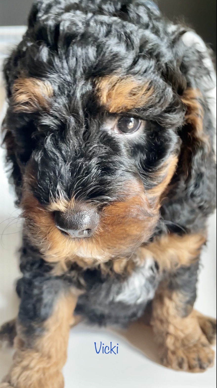 Puppies - Doodles Delight